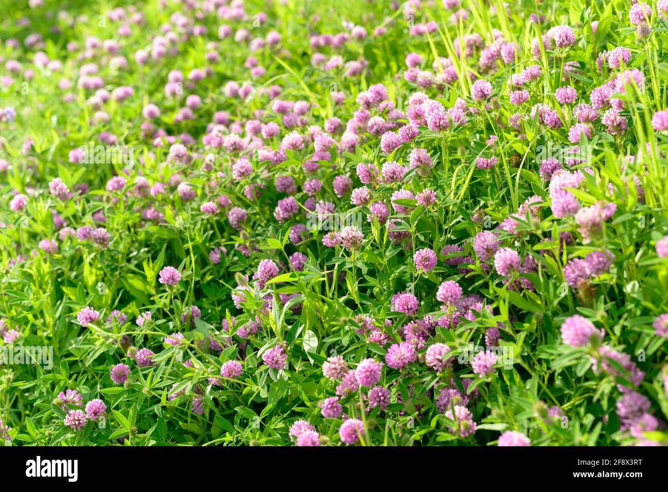 Clover Flowers in the field background. Blooming medicinal wild herb ...