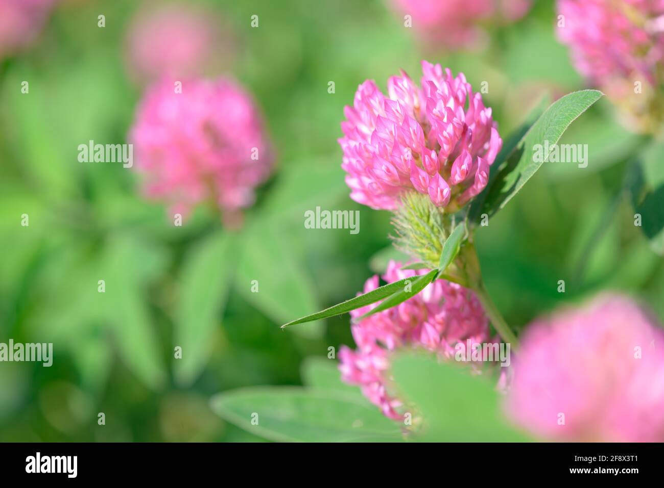Clover Flowers in the field background. Blooming medicinal wild herb ...