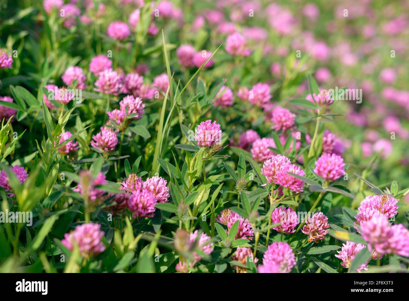 Clover Flowers in the field background. Blooming medicinal wild herb ...