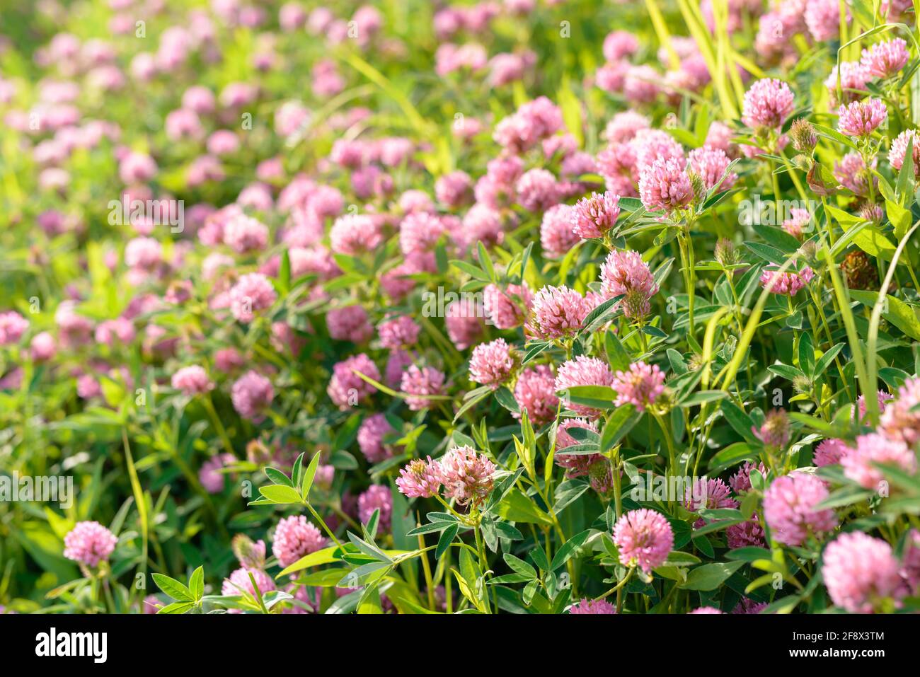 Clover Flowers in the field background. Blooming medicinal wild herb ...