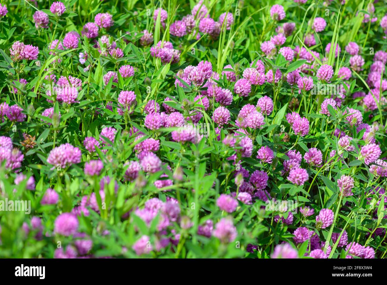Clover Flowers in the field background. Blooming medicinal wild herb ...