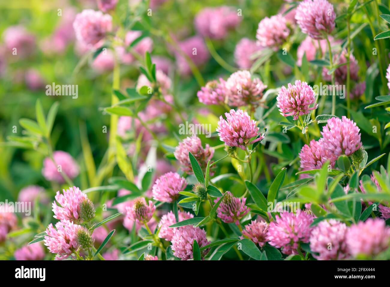 Clover Flowers in the field background. Blooming medicinal wild herb ...