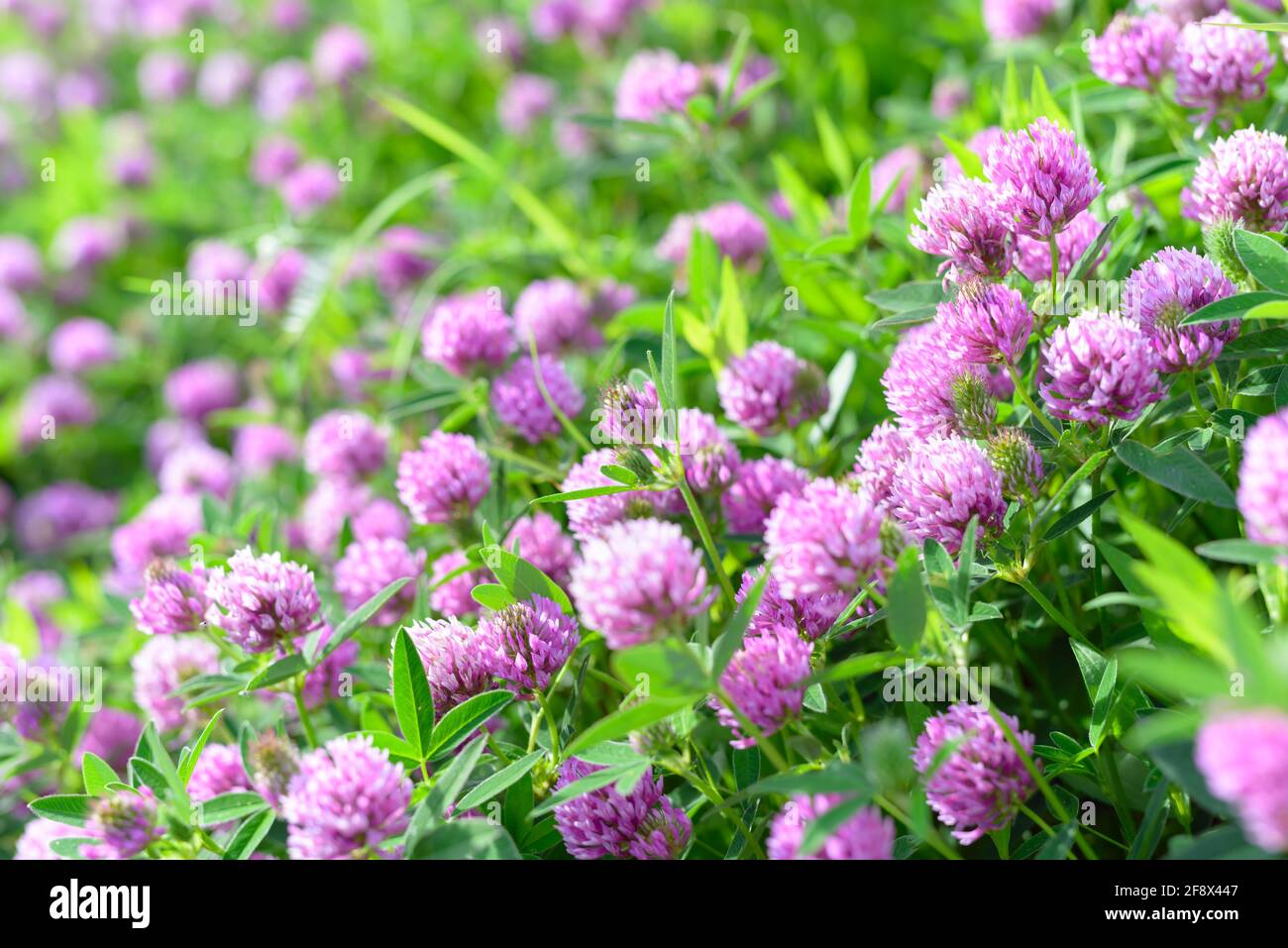 Clover Flowers in the field background. Blooming medicinal wild herb ...