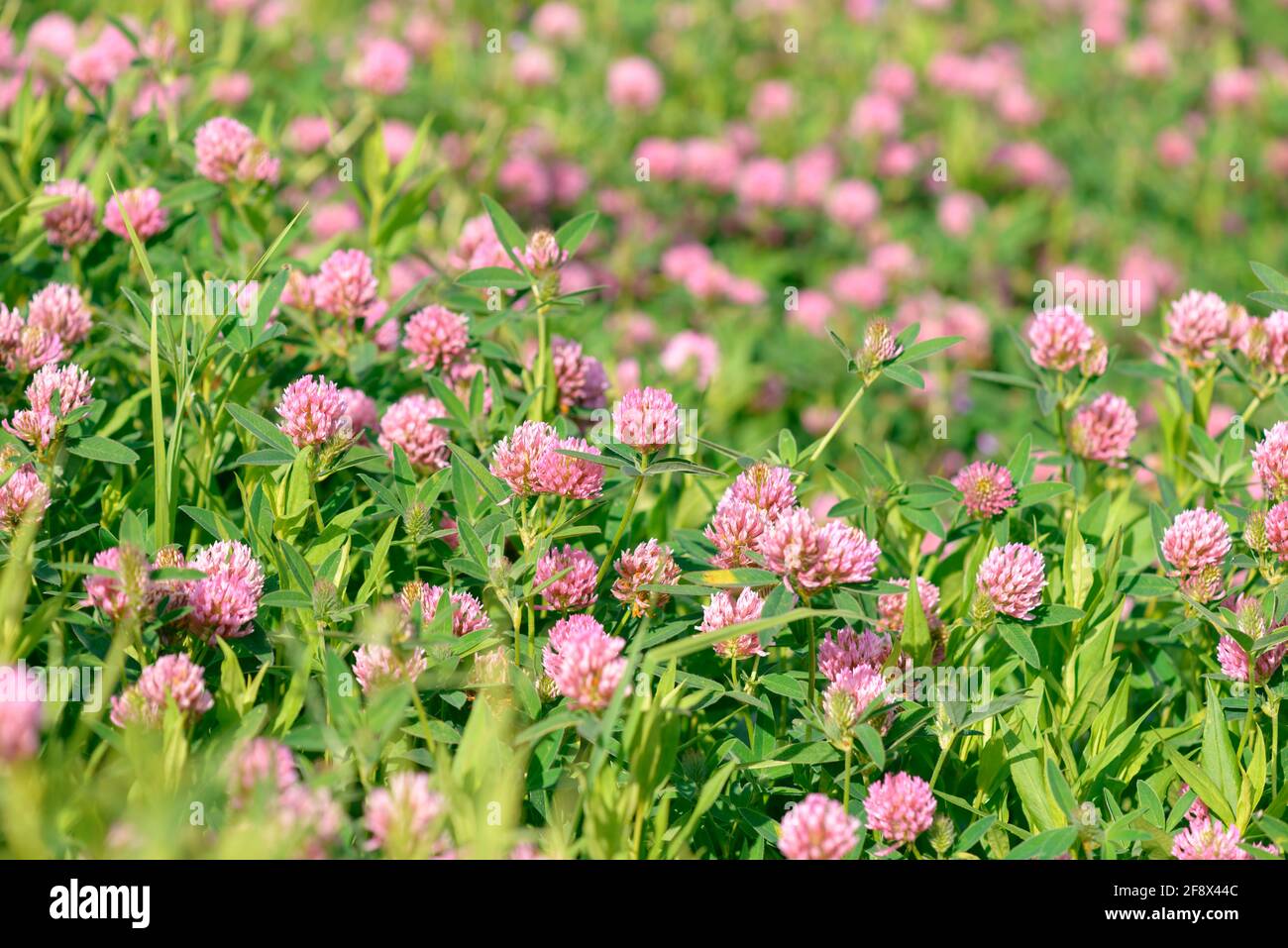 Clover Flowers in the field background. Blooming medicinal wild herb ...