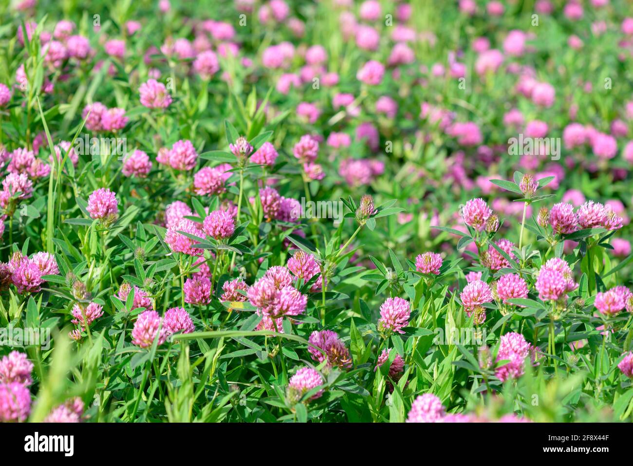 Clover Flowers in the field background. Blooming medicinal wild herb ...