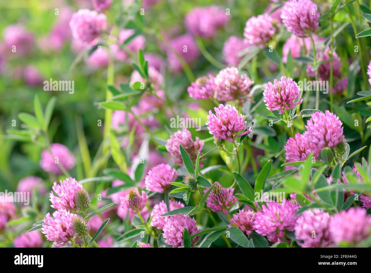 Clover Flowers in the field background. Blooming medicinal wild herb ...