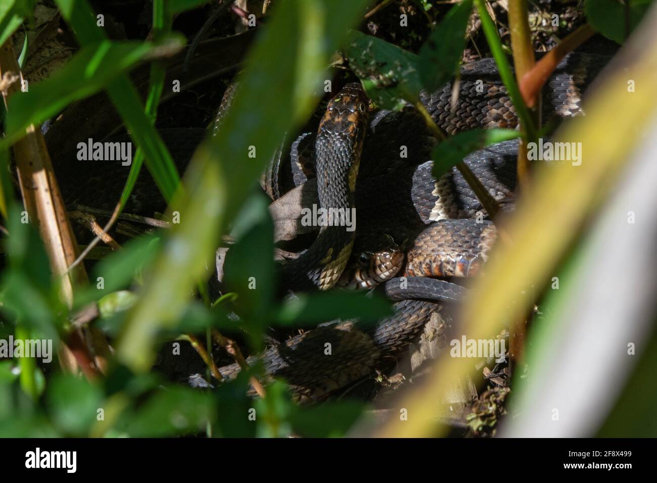 Broad-banded Watersnake (Nerodia fasciata confluens) from Jefferson ...
