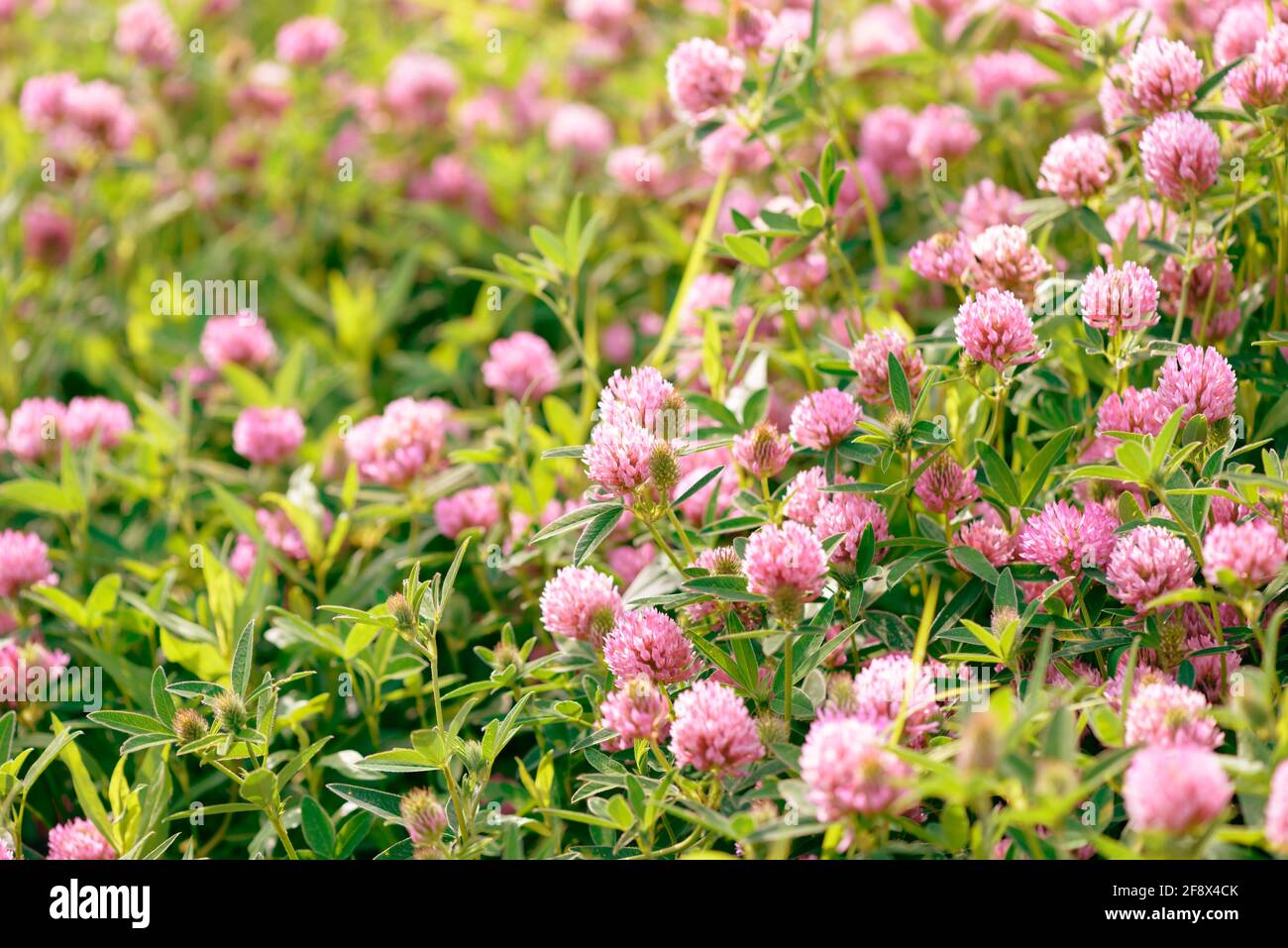 Clover Flowers in the field background. Blooming medicinal wild herb ...