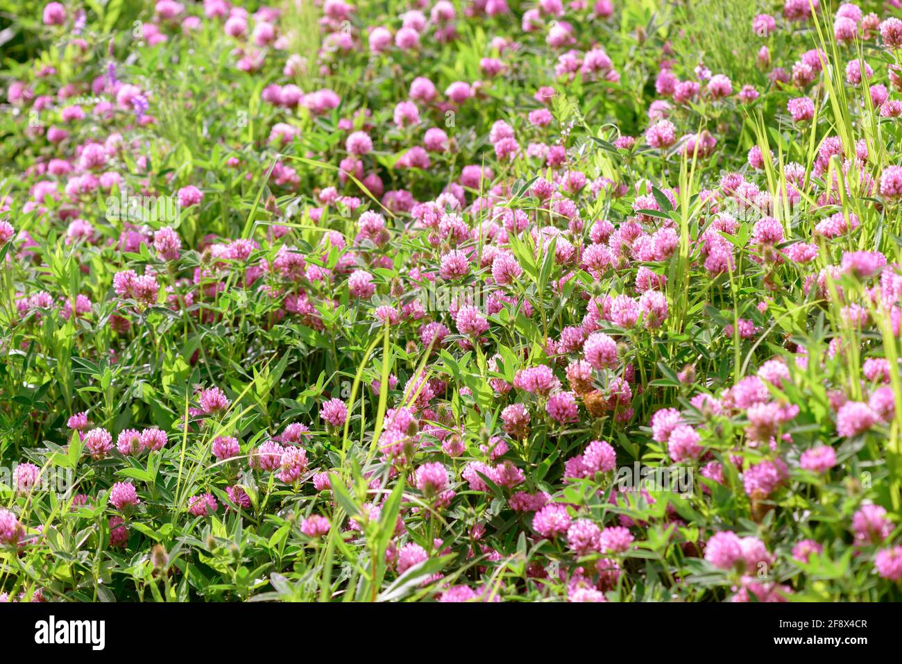 Clover Flowers in the field background. Blooming medicinal wild herb ...