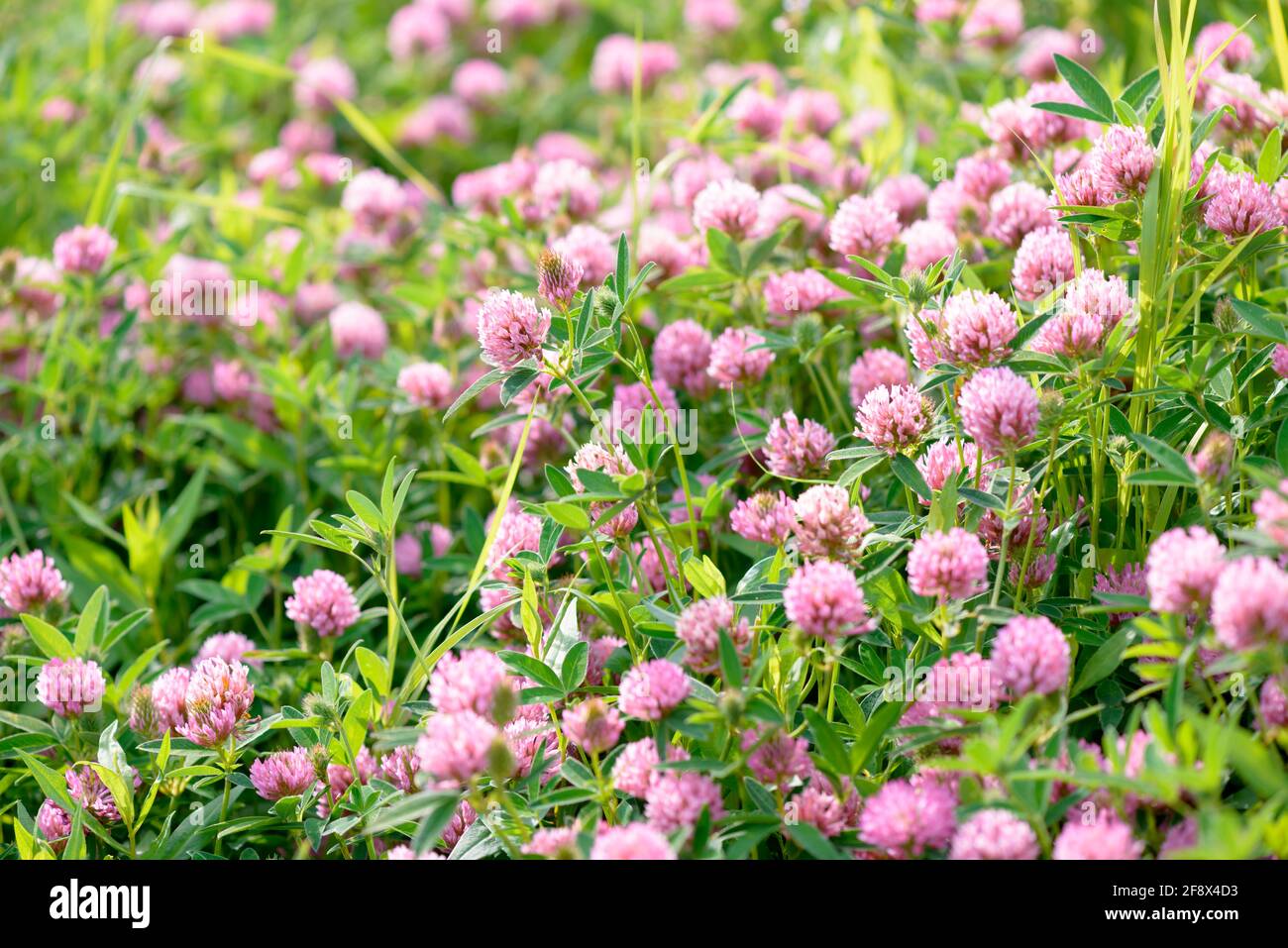 Clover Flowers in the field background. Blooming medicinal wild herb ...