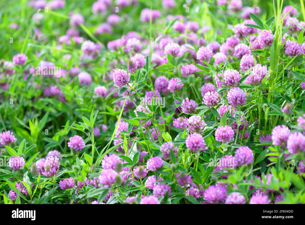 Clover Flowers in the field background. Blooming medicinal wild herb ...