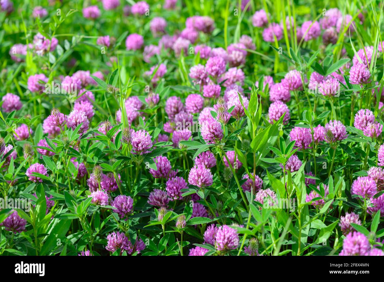 Clover Flowers in the field background. Blooming medicinal wild herb ...