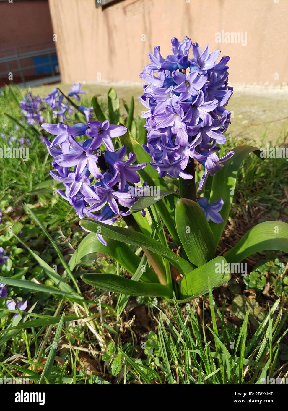 Closeup shot of a beautiful purple Hyacinthus bulbous in a sunny green ...