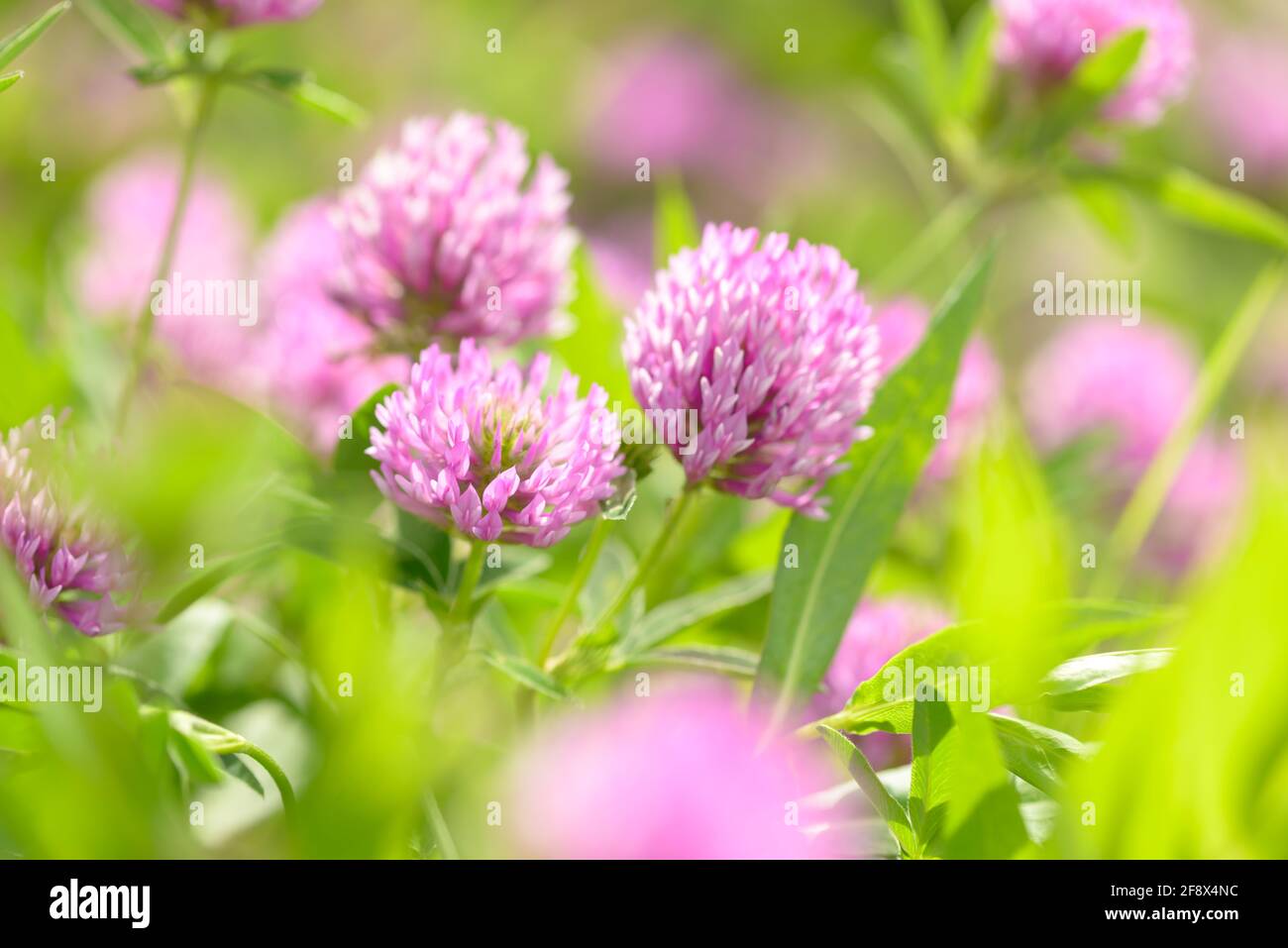 Clover Flowers in the field background. Blooming medicinal wild herb ...