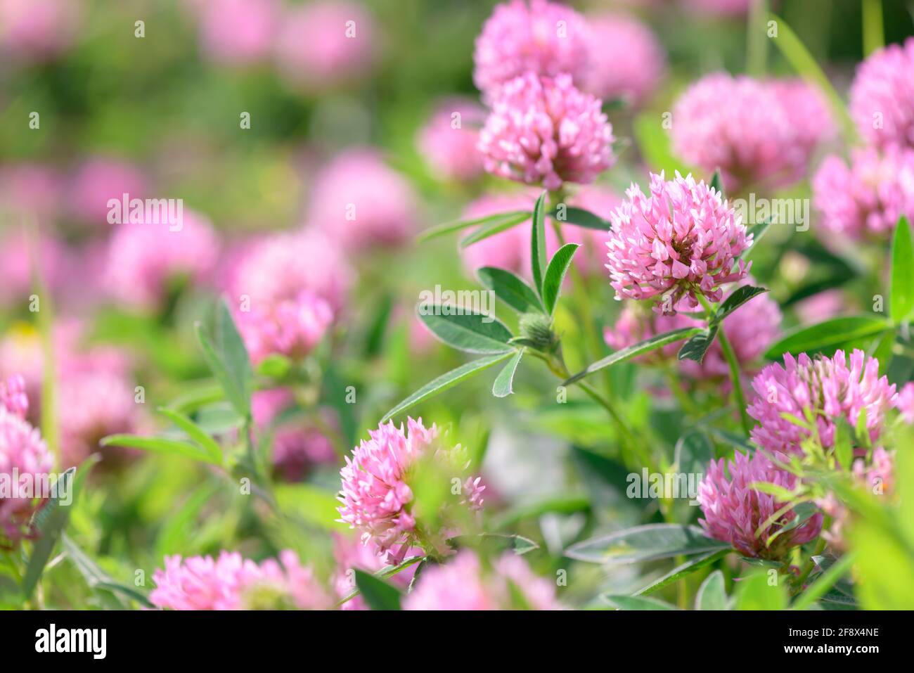 Clover Flowers in the field background. Blooming medicinal wild herb ...