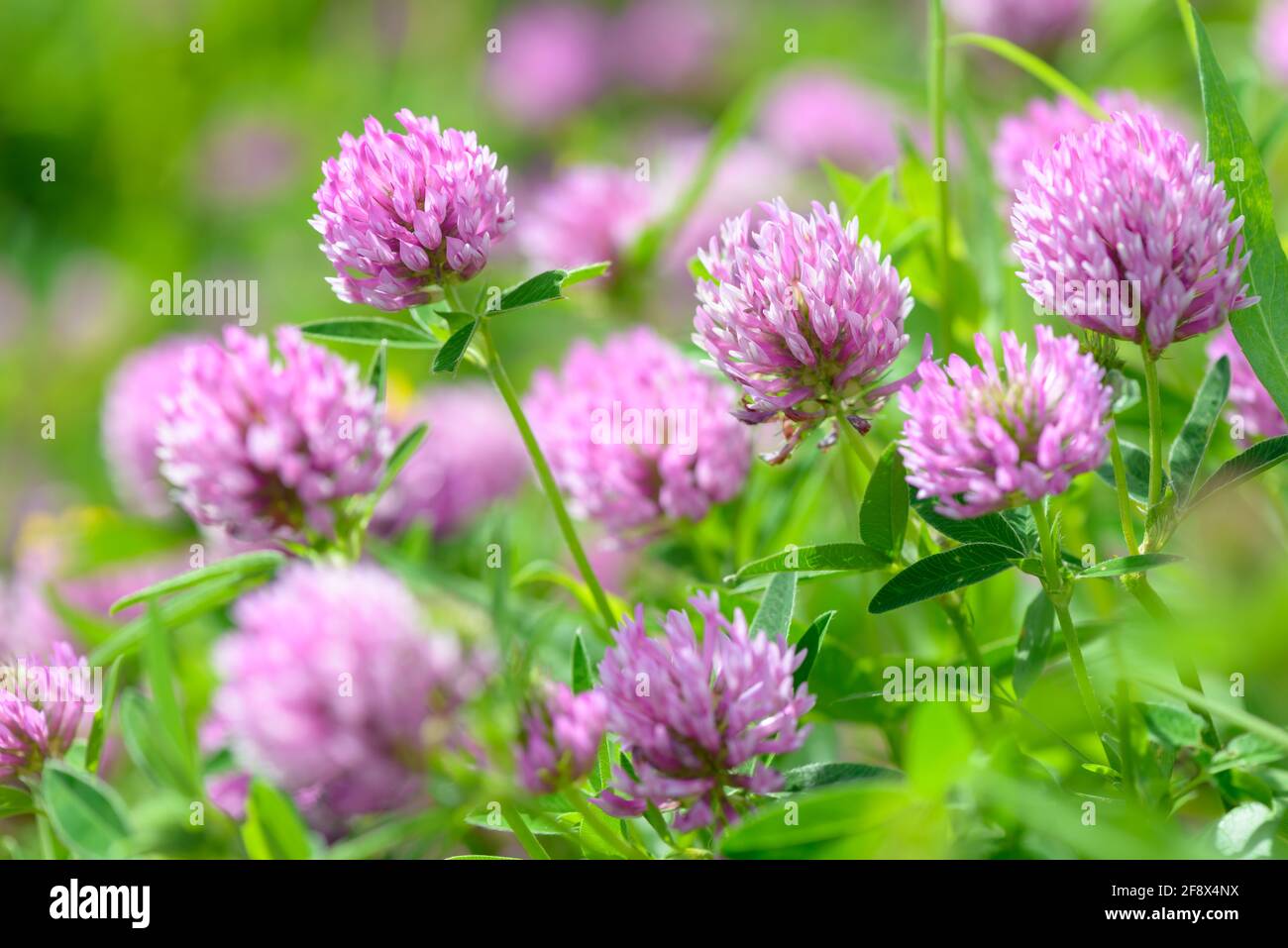 Clover Flowers in the field background. Blooming medicinal wild herb ...