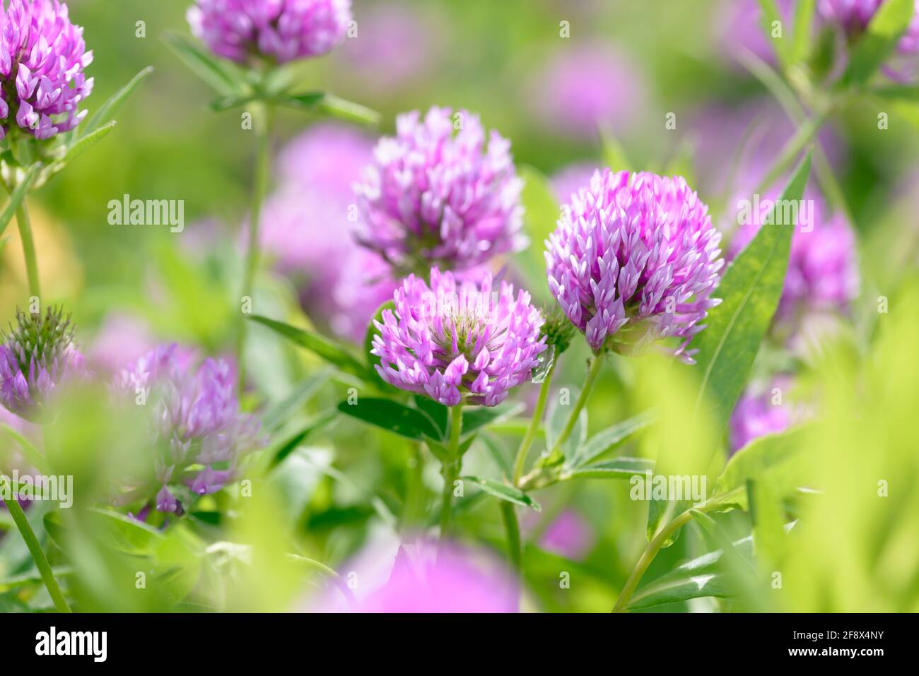 Clover Flowers in the field background. Blooming medicinal wild herb ...