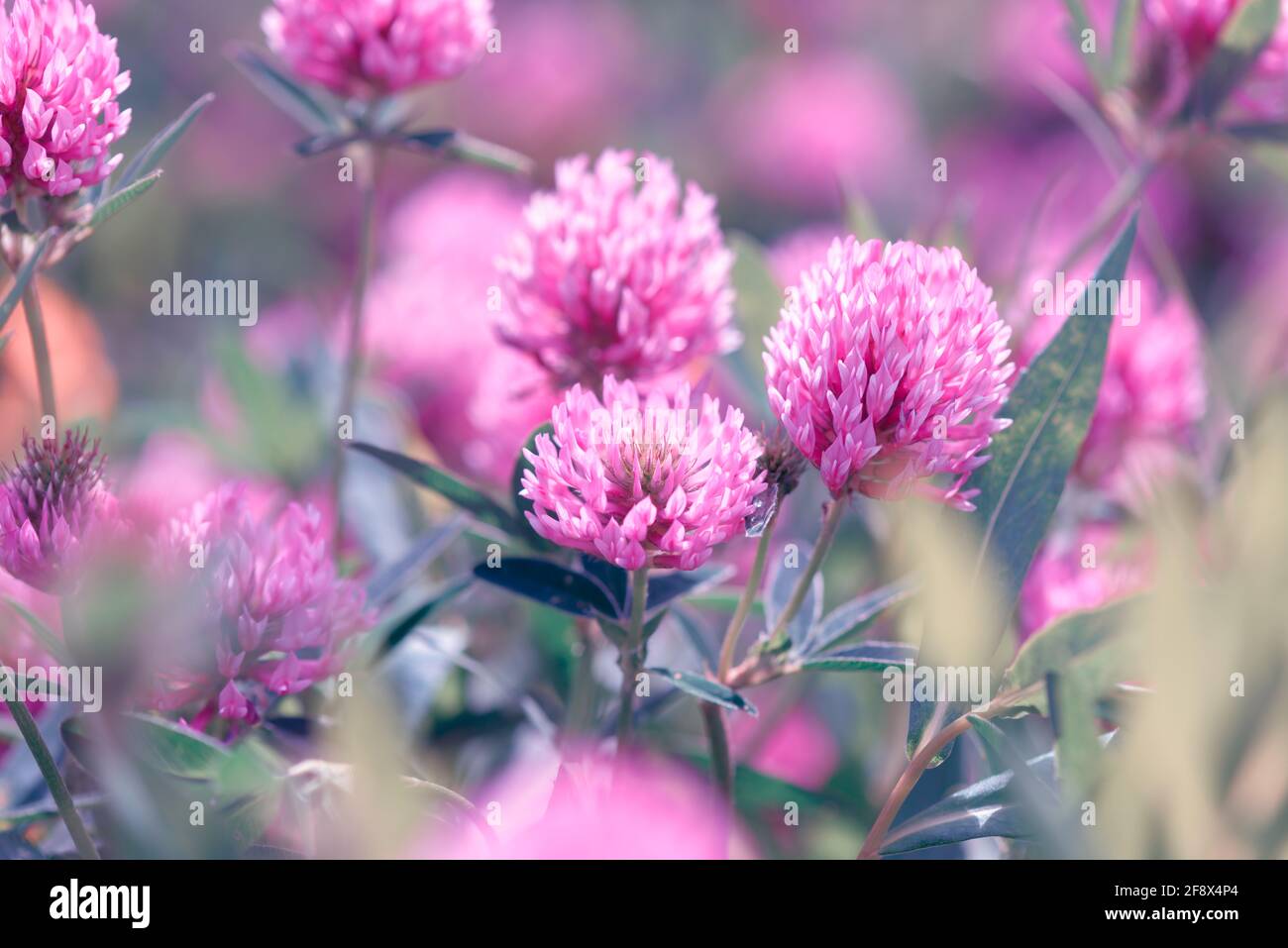 Clover Flowers in the field background. Blooming medicinal wild herb ...