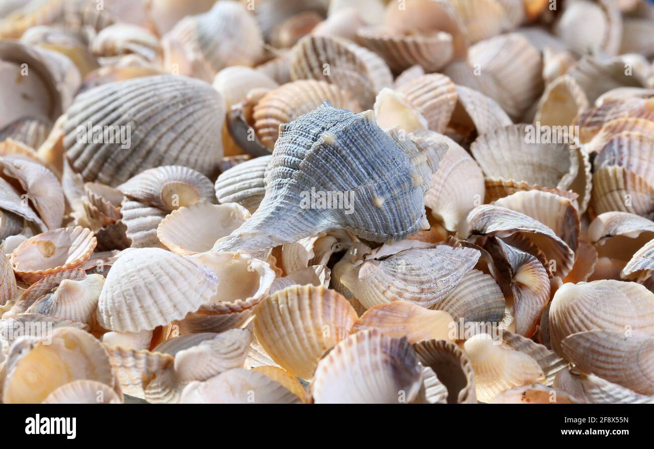 Sea shells arranged as a yellow background Stock Photo - Alamy