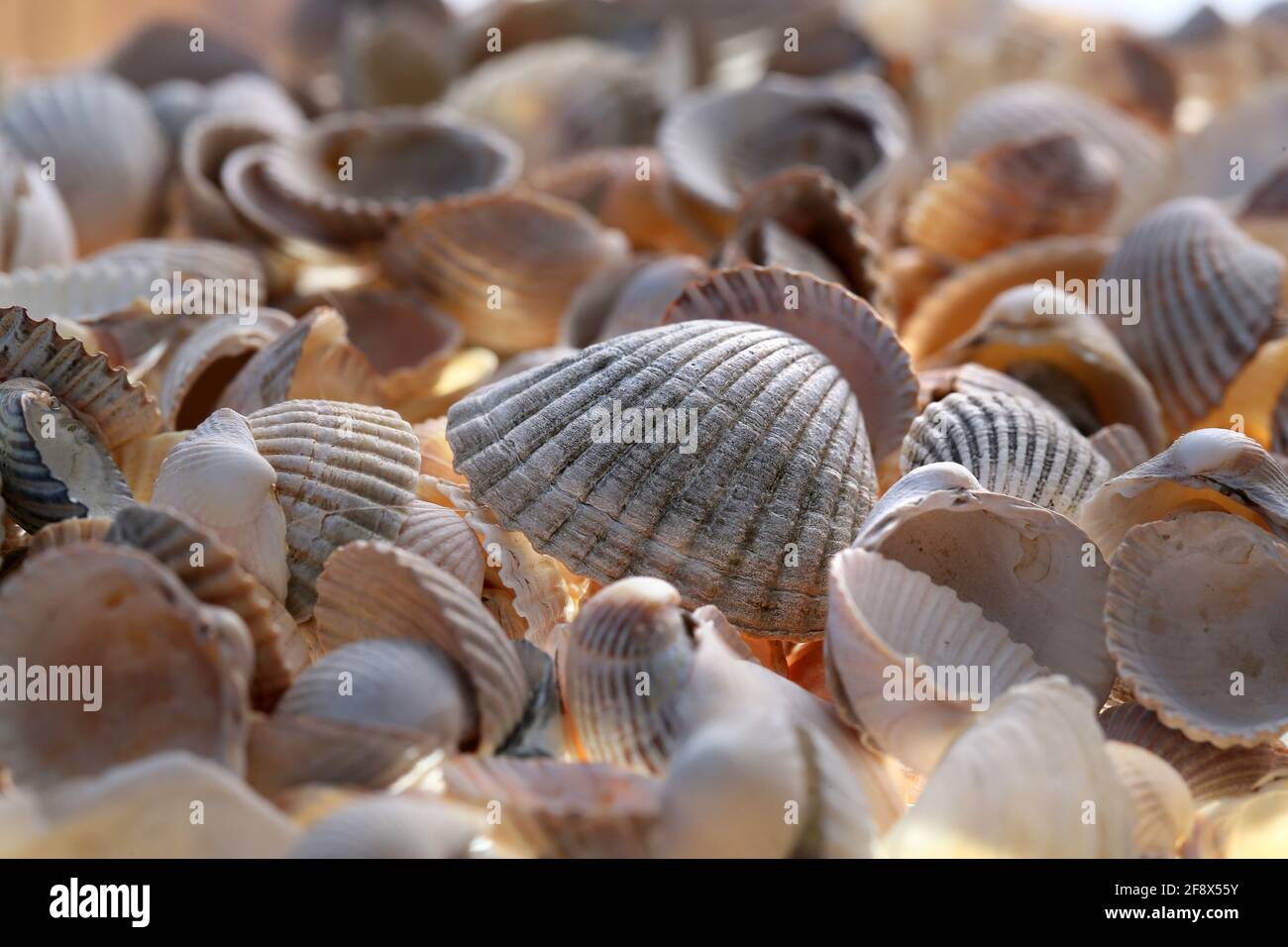 Sea shells arranged as a yellow background Stock Photo - Alamy
