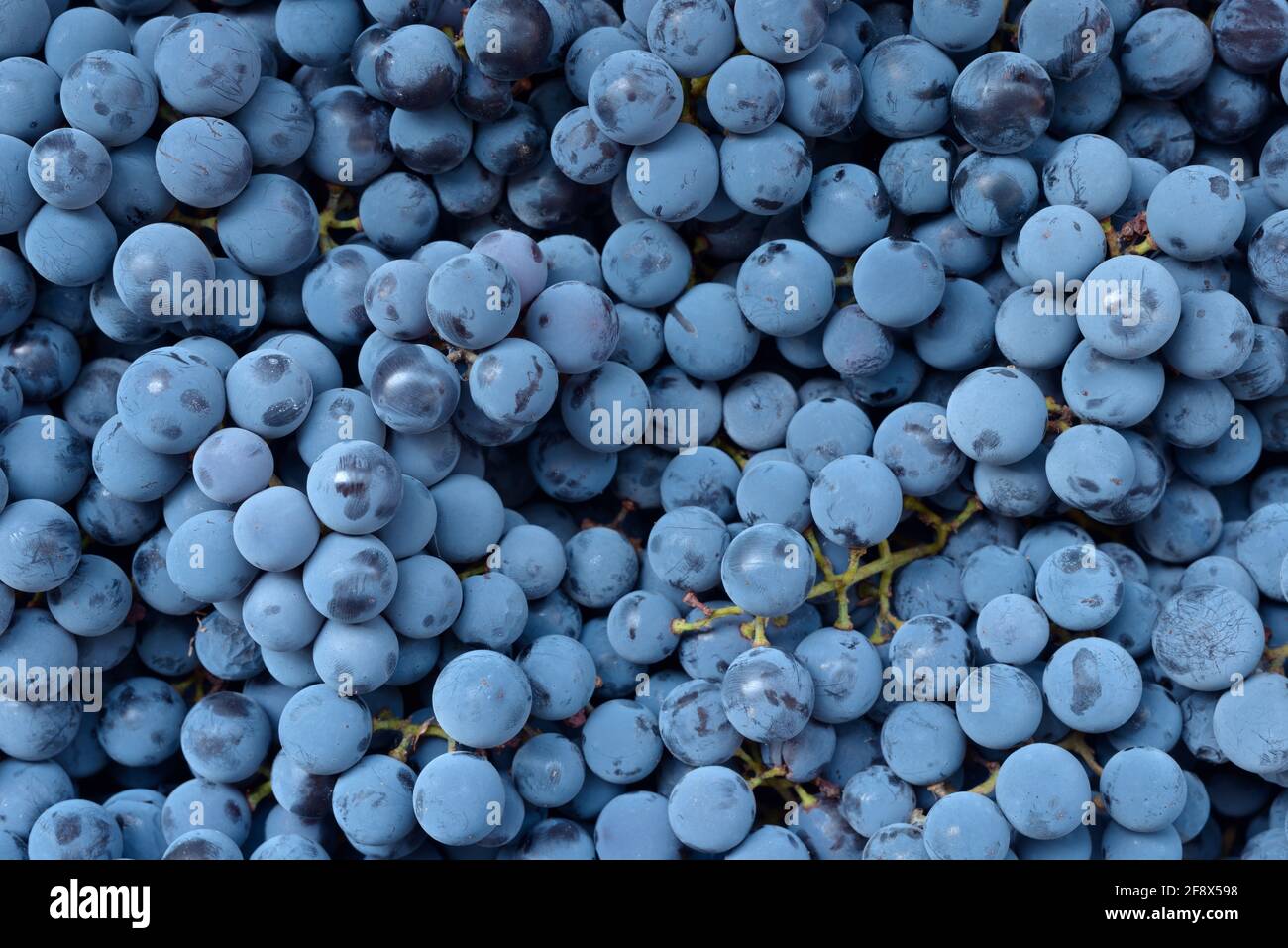 Red wine grape. Dark grapes background. Isabella grape. Blue grapes ...