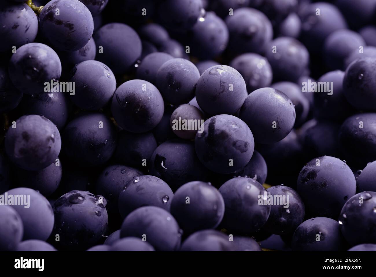 Details fresh dark grapes hi-res stock photography and images - Alamy
