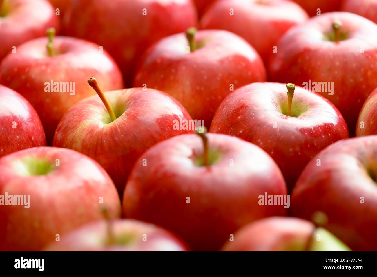 Red ripe apples background. Apple fruit Stock Photo - Alamy
