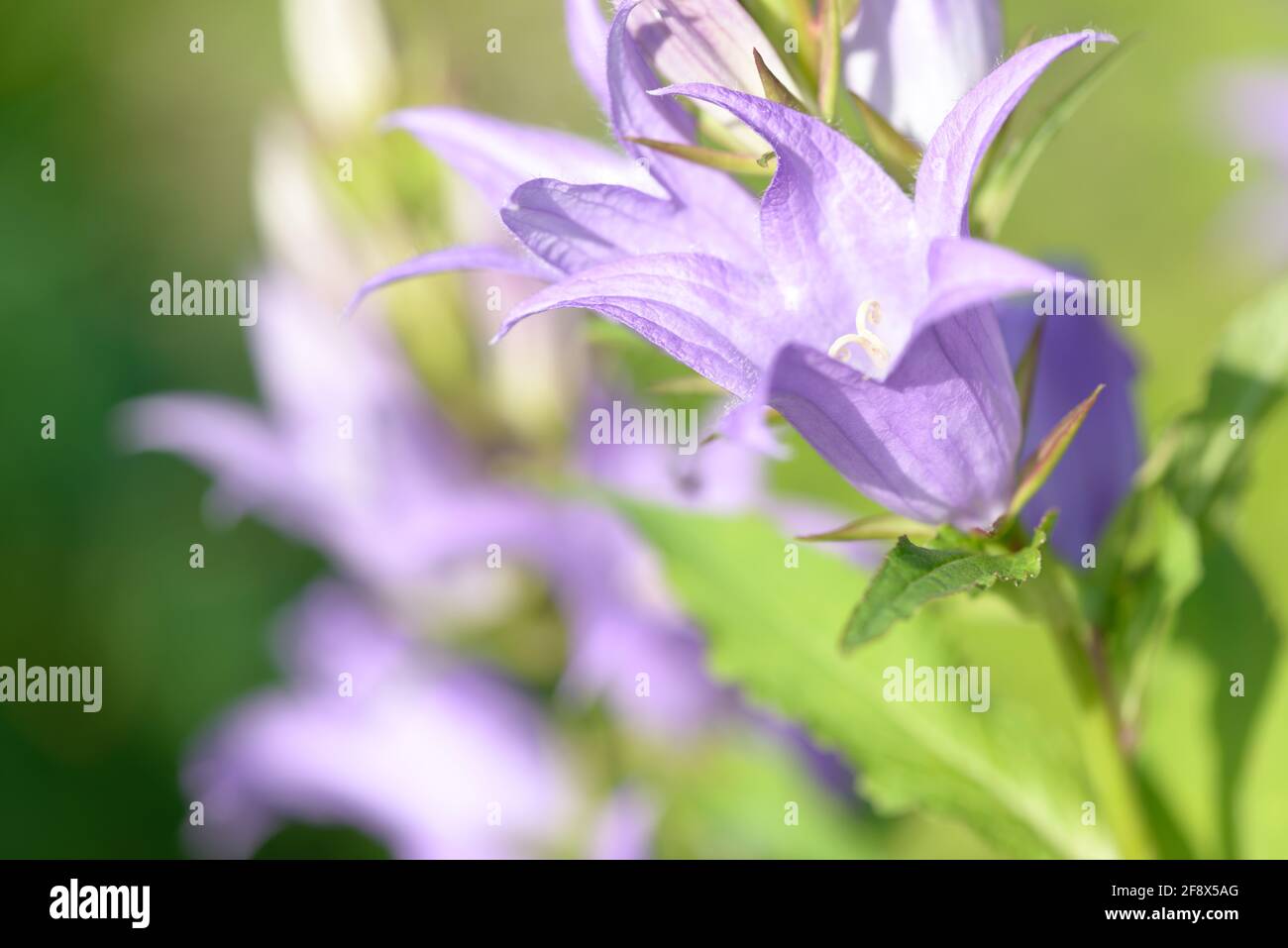 Bellflower. Blue purple bellflower with creamy bokeh background ...