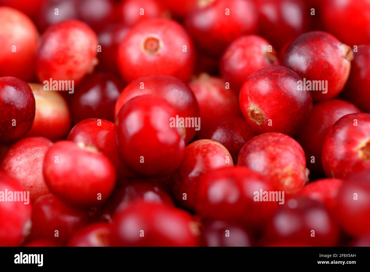 Red ripe cranberries background. Cowberry foxberry berries Stock Photo ...