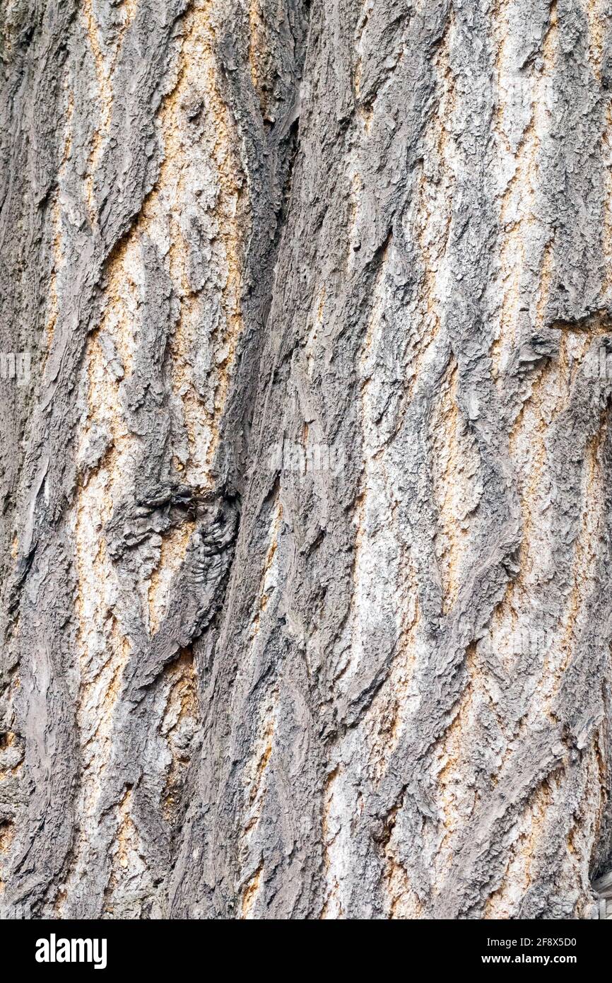 Ginkgo biloba bark texture Stock Photo - Alamy