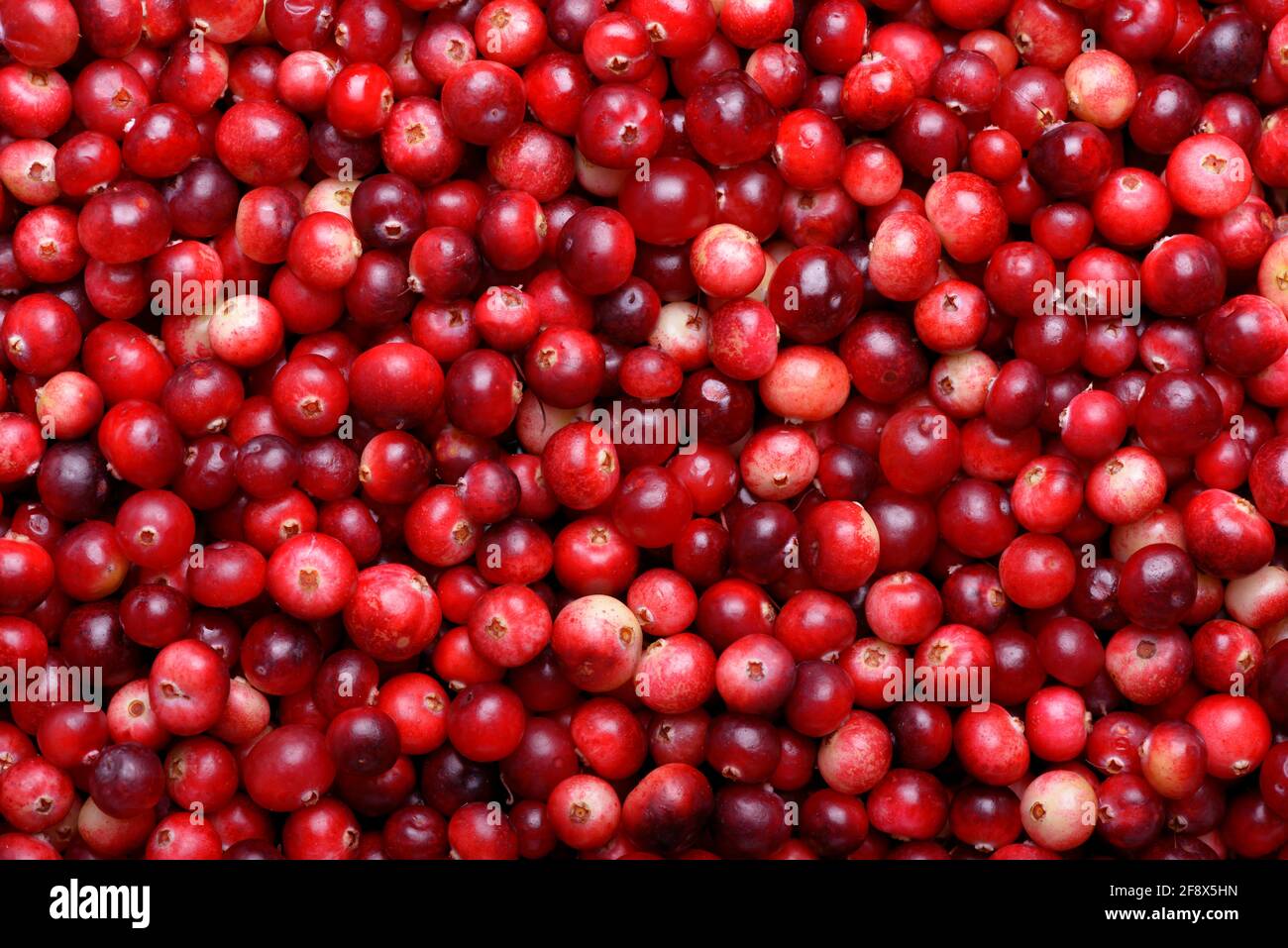 Lingberry hi-res stock photography and images - Alamy