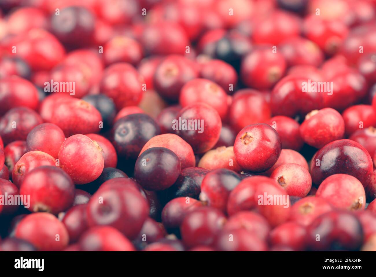 Red ripe cranberries background. Cowberry foxberry berries Stock Photo ...
