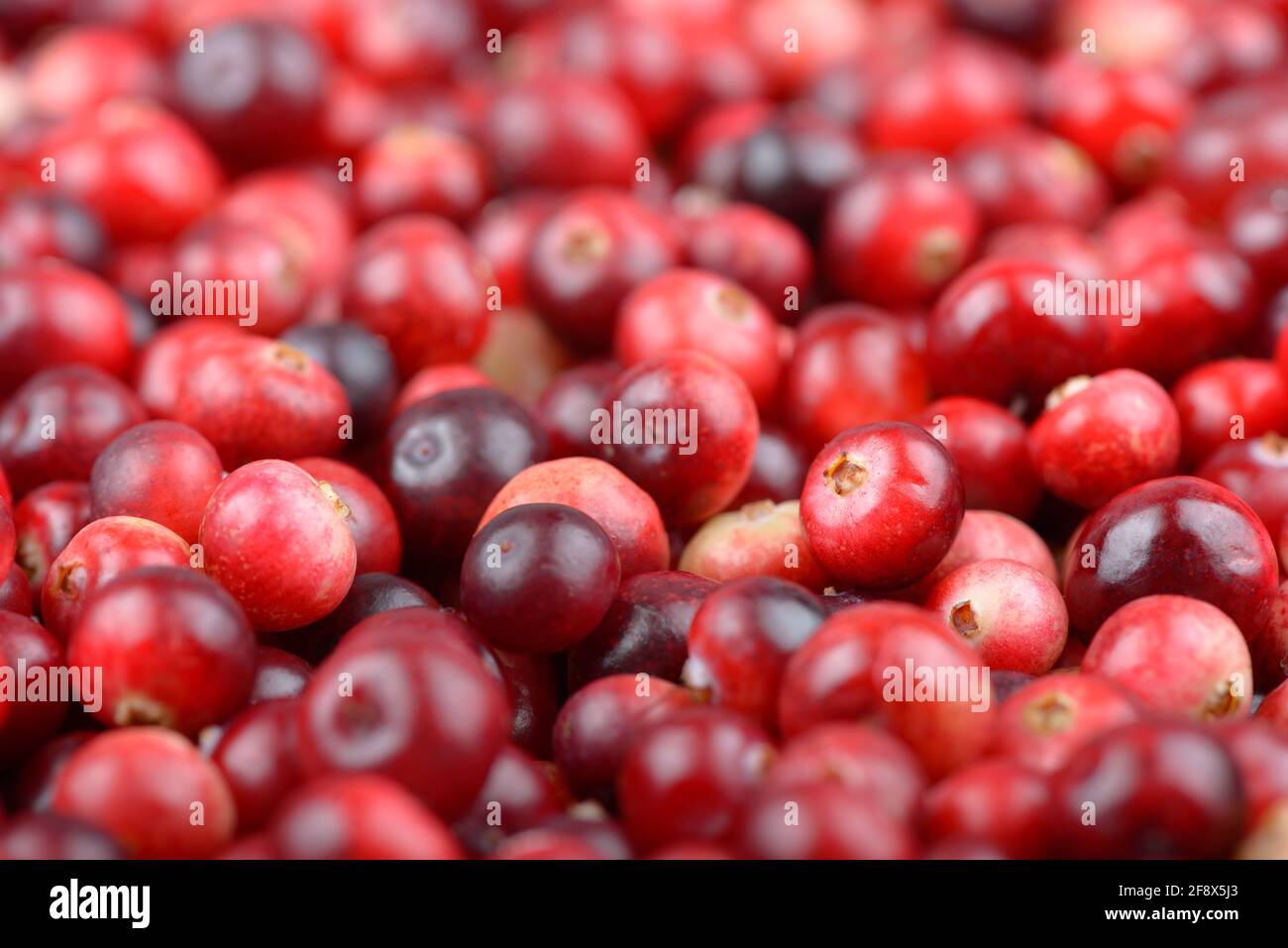 Red ripe cranberries background. Cowberry foxberry berries Stock Photo ...