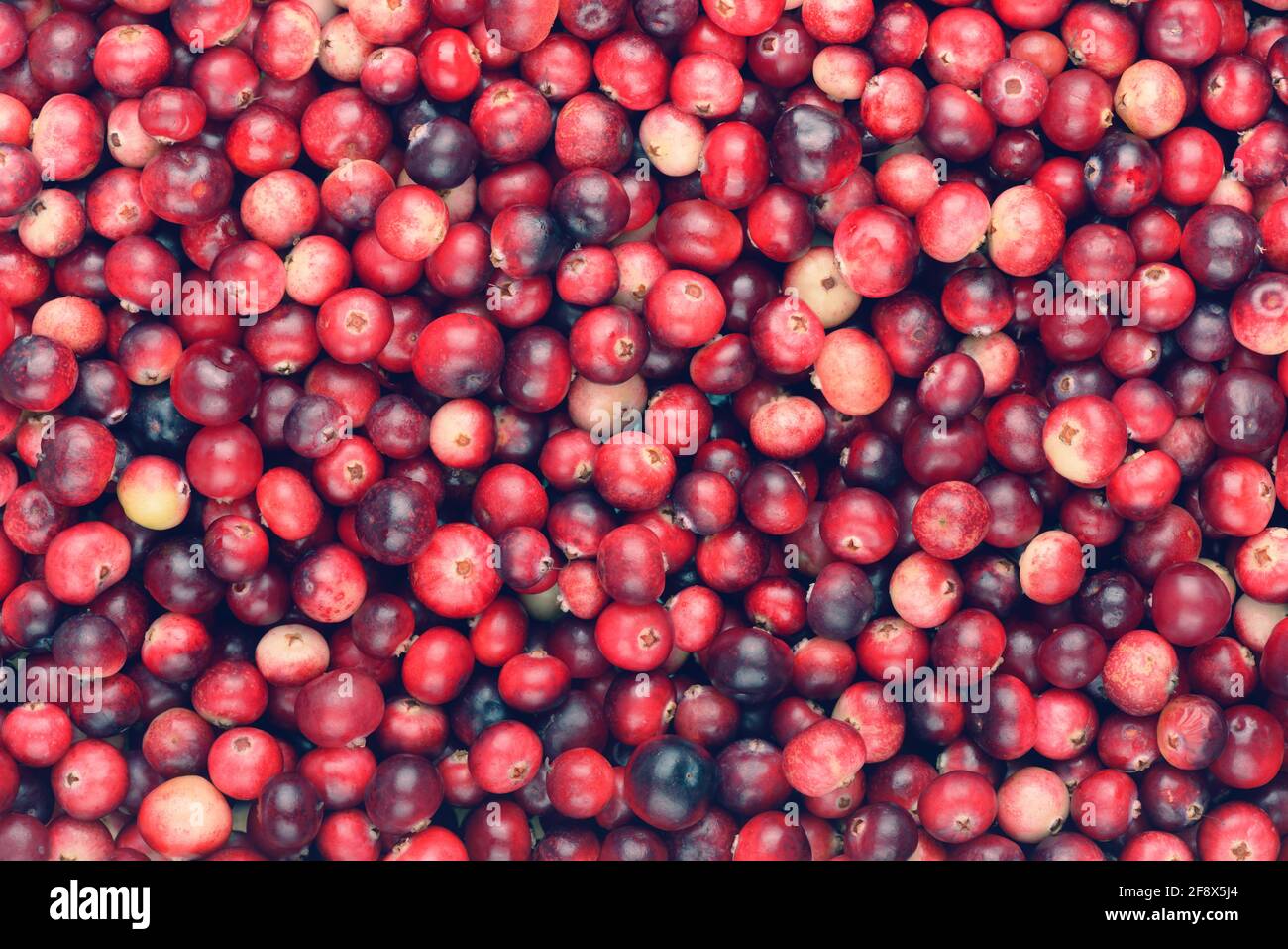 Lingberry hi-res stock photography and images - Alamy