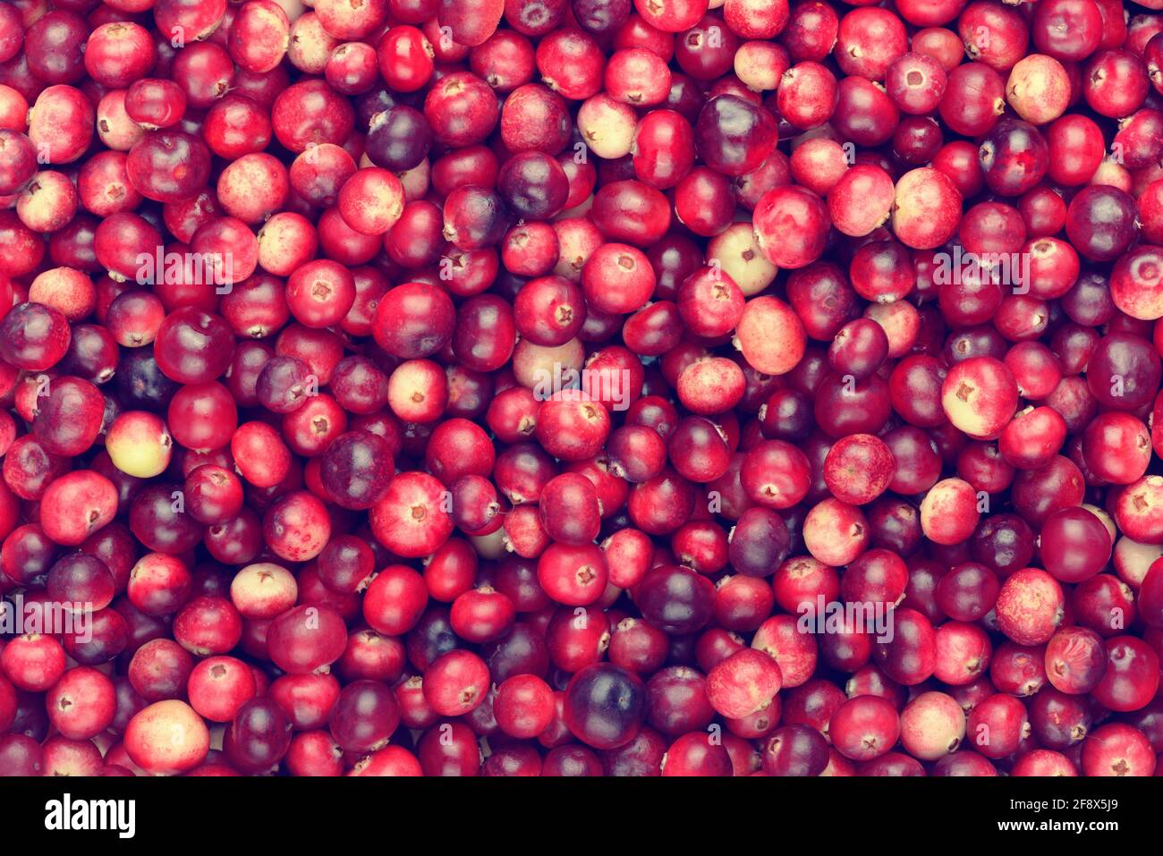 Red ripe cranberries background. Cowberry foxberry berries Stock Photo ...