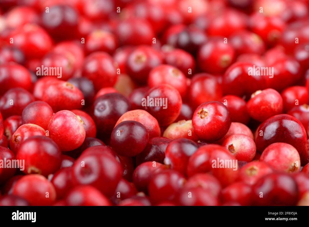 Red ripe cranberries background. Cowberry foxberry berries Stock Photo ...