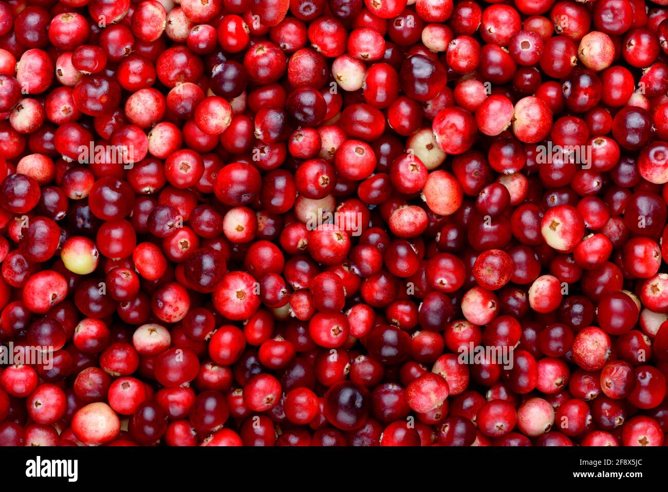 Red ripe cranberries background. Cowberry foxberry berries Stock Photo ...