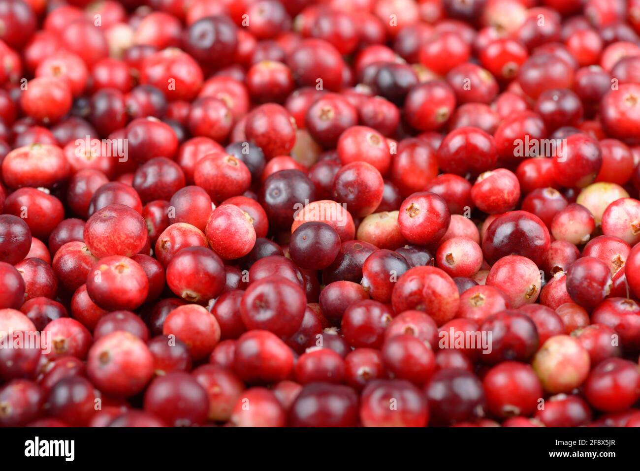 Red ripe cranberries background. Cowberry foxberry berries Stock Photo ...