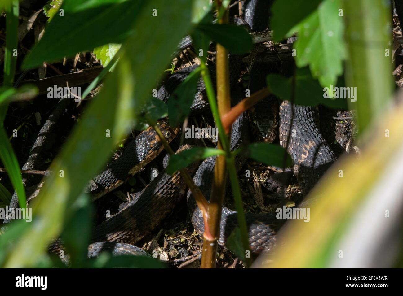 Broad-banded Watersnake (Nerodia fasciata confluens) from Jefferson ...