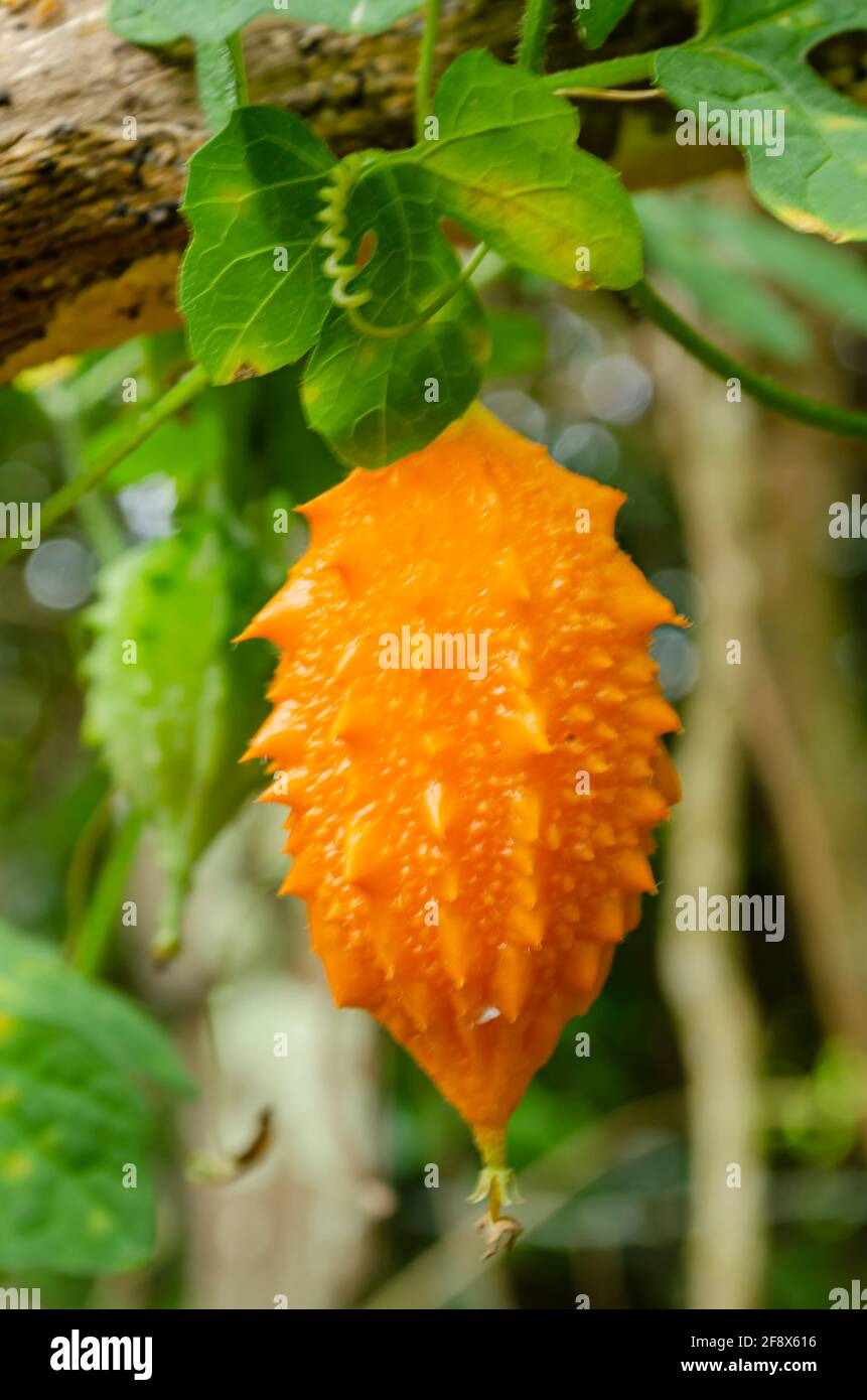 Momordica Charantia Fruit Close-up Stock Photo - Alamy