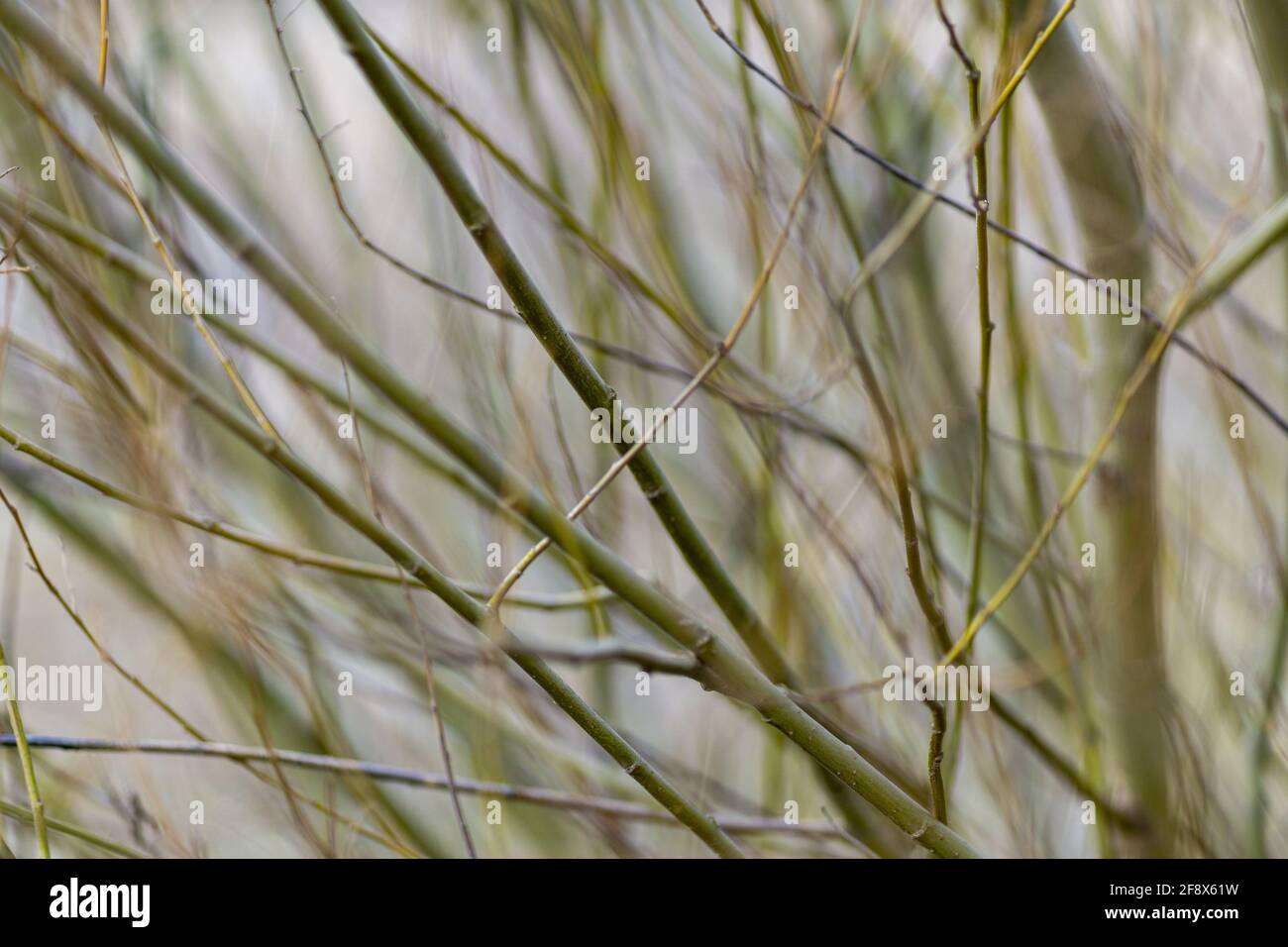 Closeup shot of thin green branches and twigs with a few small trees in ...