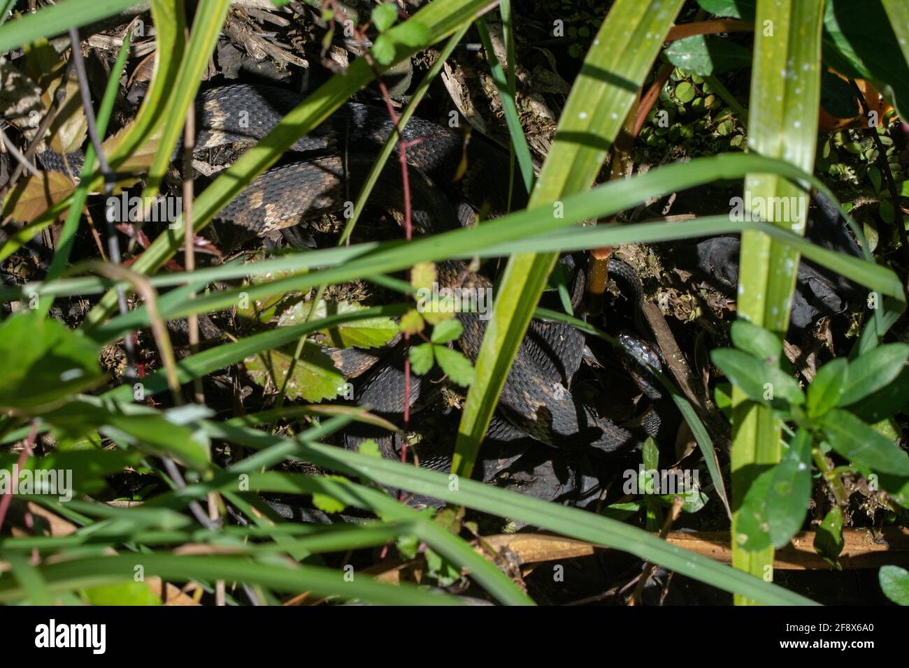Broad-banded Watersnake (Nerodia fasciata confluens) from Jefferson ...