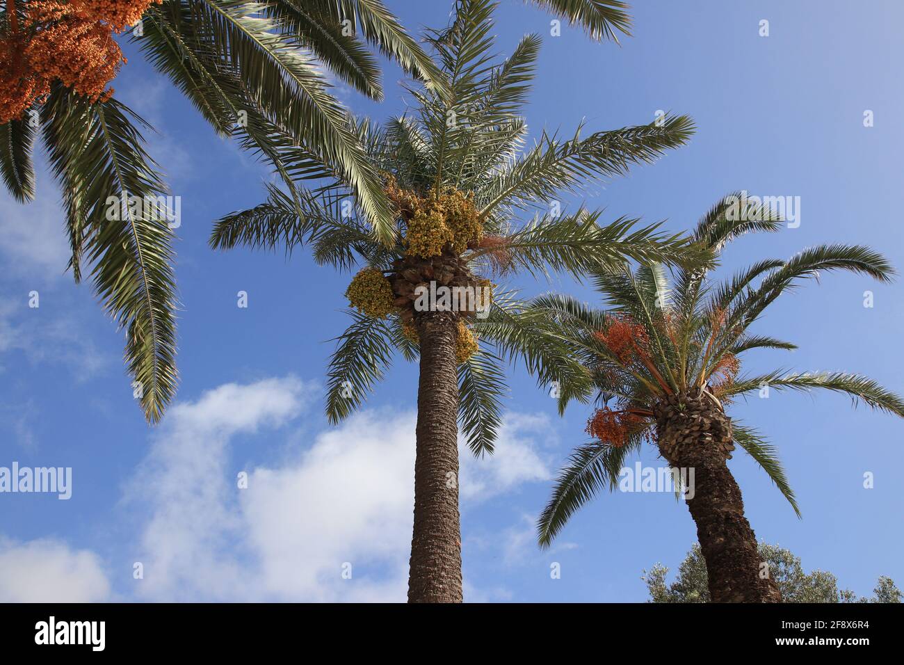 Nice palm trees in the blue sunny sky. Beautiful tropical background ...