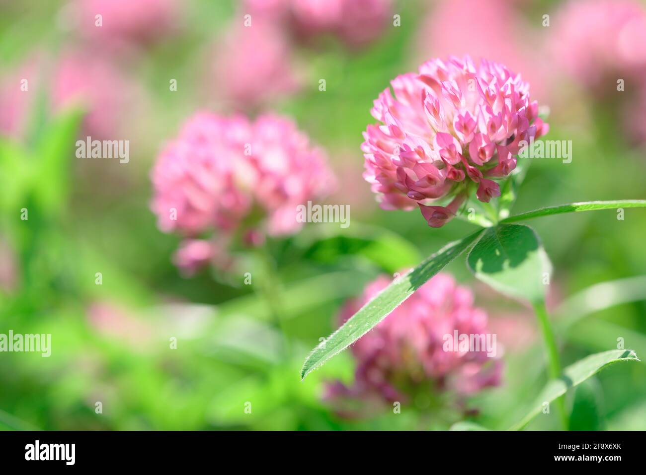 Clover Flowers in the field background. Blooming medicinal wild herb ...