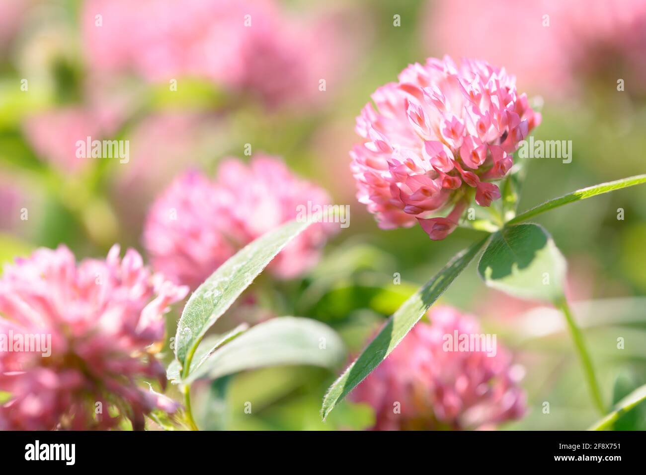 Clover Flowers in the field background. Blooming medicinal wild herb ...