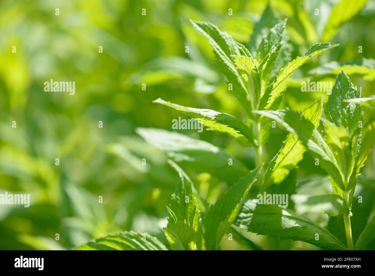 Fresh green organic mint growing in the garden. Plant used as an ...