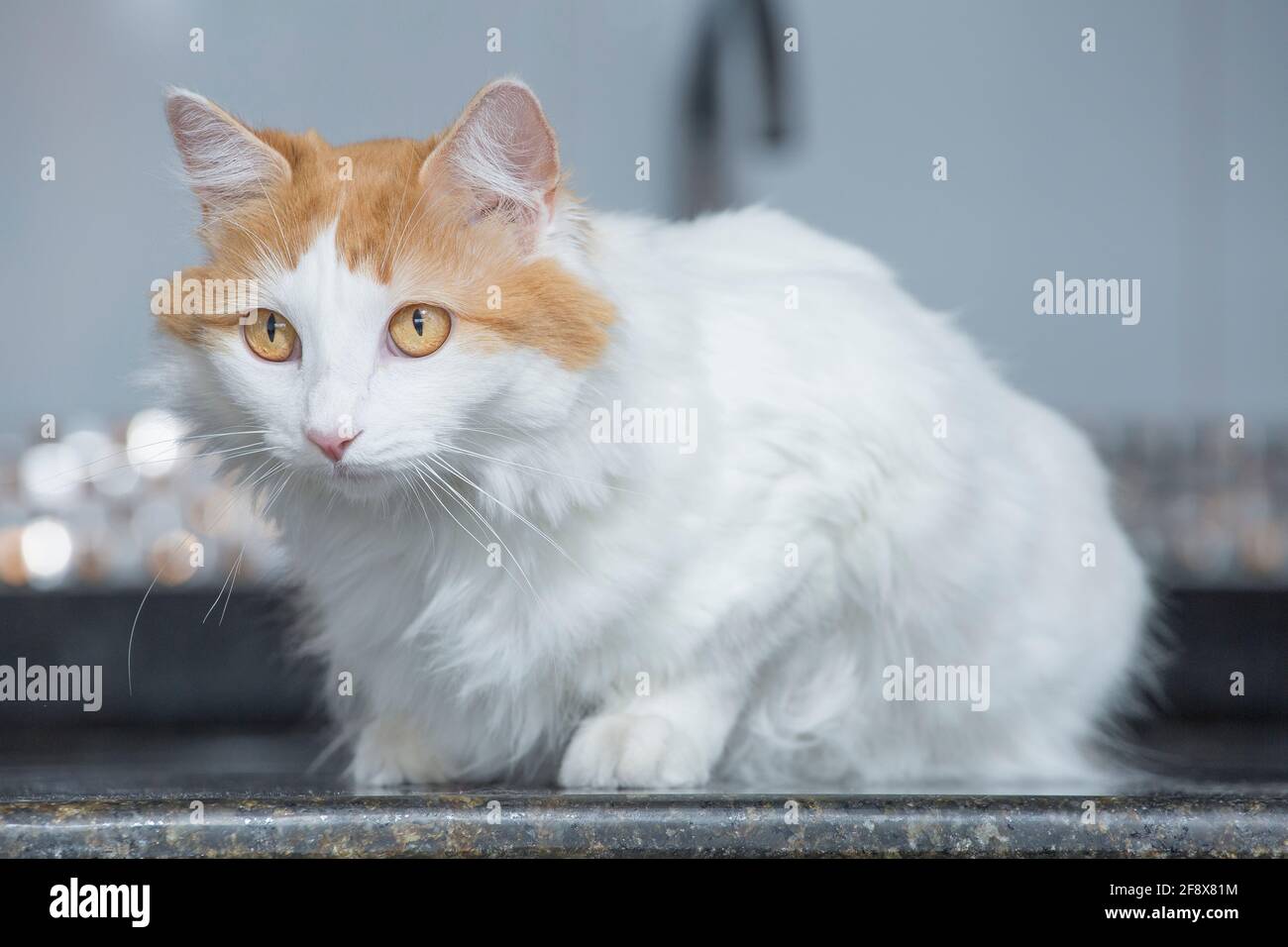 Turkish Van Cat Stock Photo - Alamy