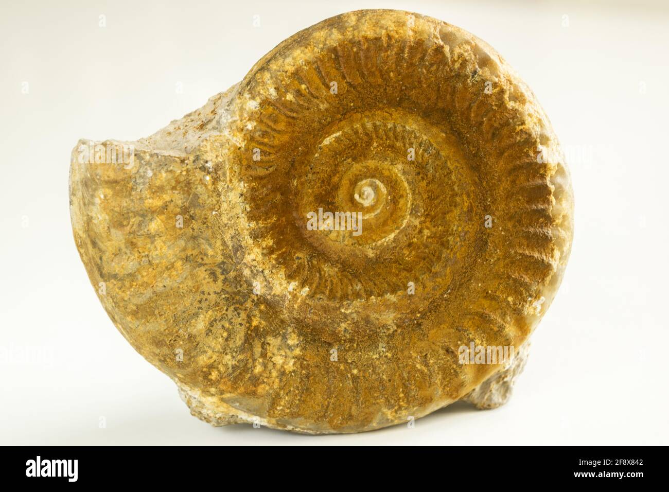 Ammonites of brown color isolated on a white background Stock Photo - Alamy