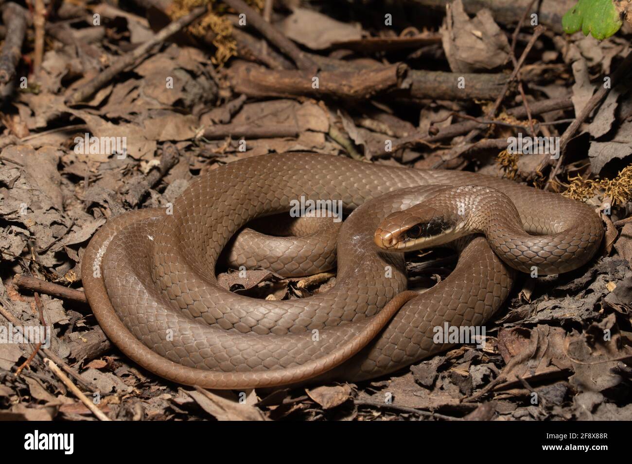 Black Masked Racer (Coluber constrictor latrunculus) from Jefferson ...