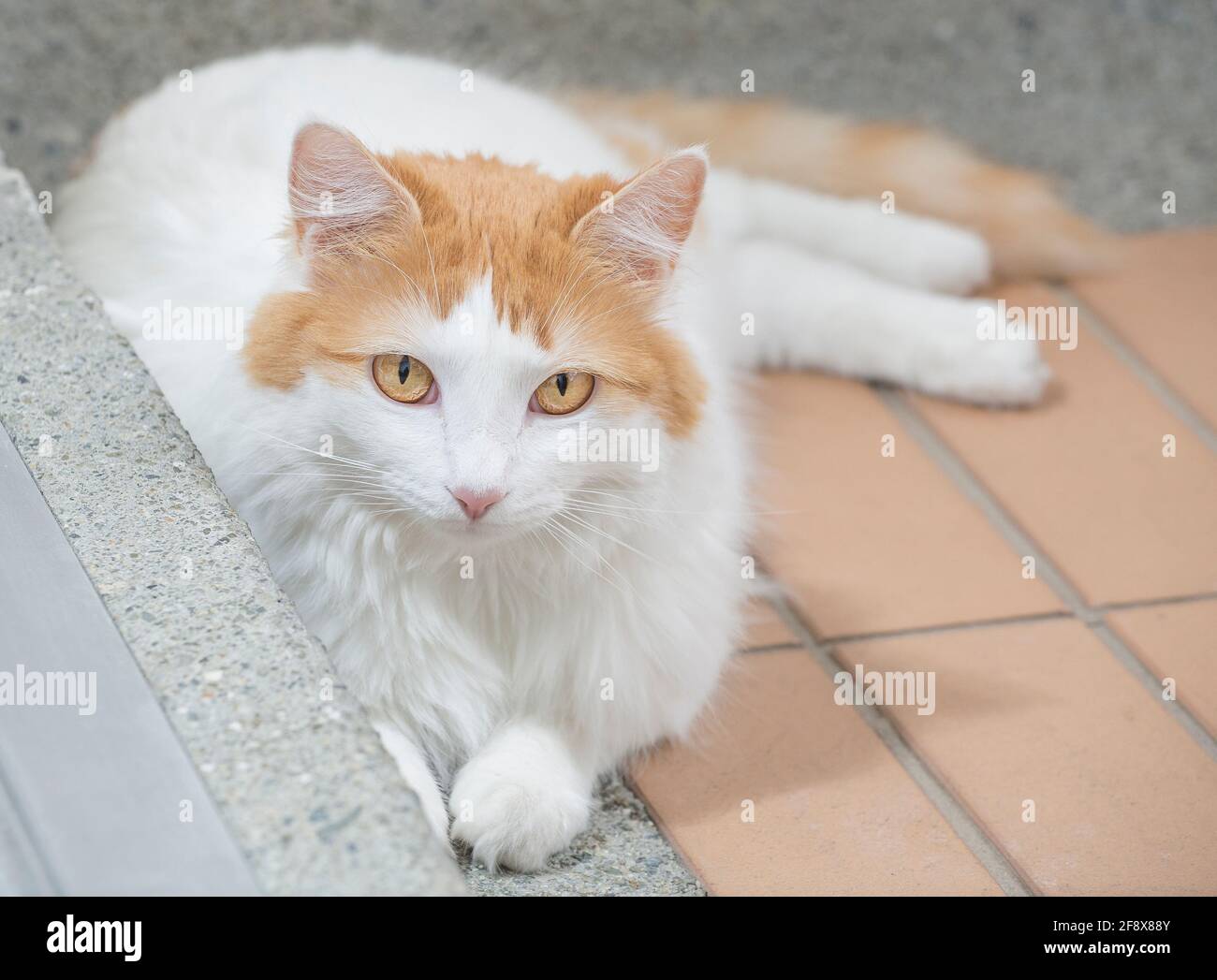 Turkish van cat hi-res stock photography and images - Alamy